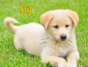 How To Say Dog In Chinese? - Native Chinese