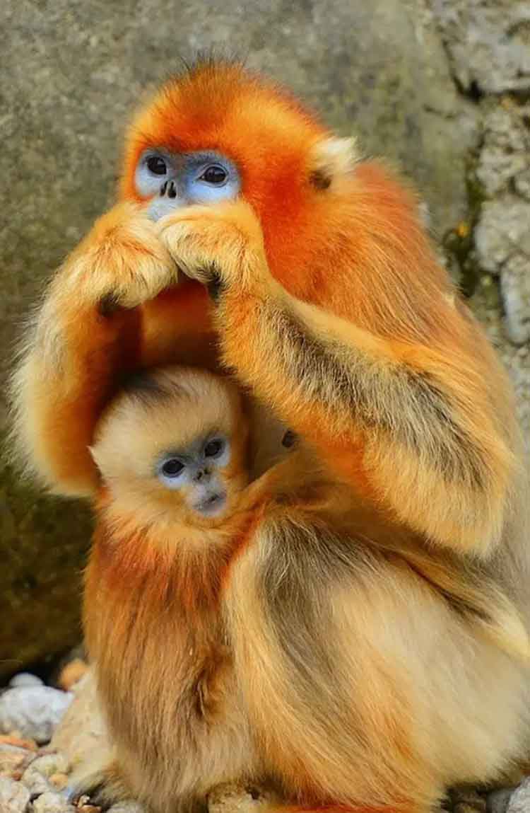 Bagaimana Mengatakan Monyet Dalam Bahasa Mandarin? - Cina asli