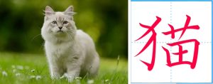 How To Say Cat In Chinese? - Native Chinese
