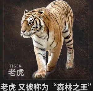 How Do You Say Tiger In Chinese? - Native Chinese