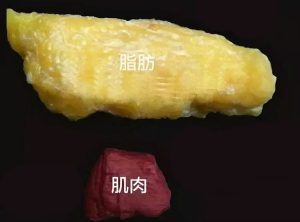 How To Say Fat In Chinese? - Native Chinese