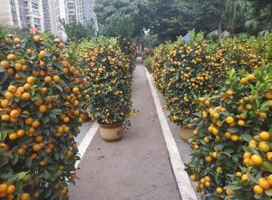 How Do You Say Orange In Chinese? - Native Chinese