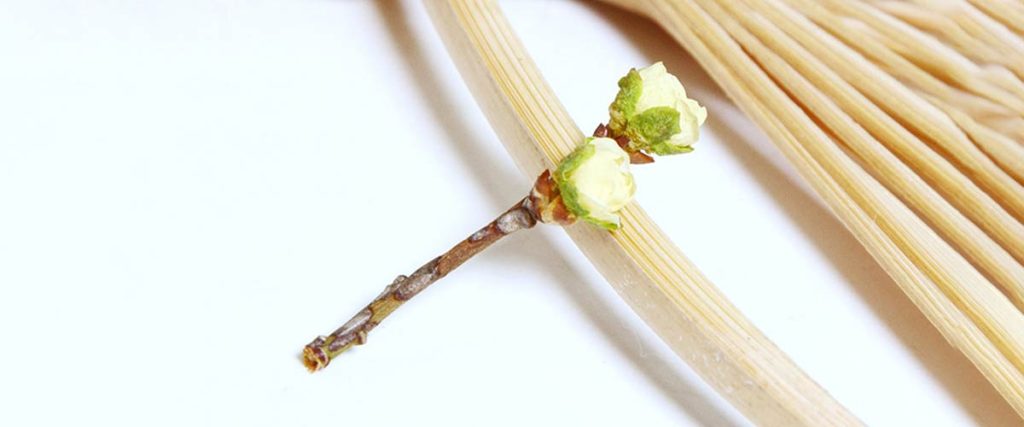 Mei Hua - Meihua - Plum Flower - Plum Flower Herbs For Sale - Native ...