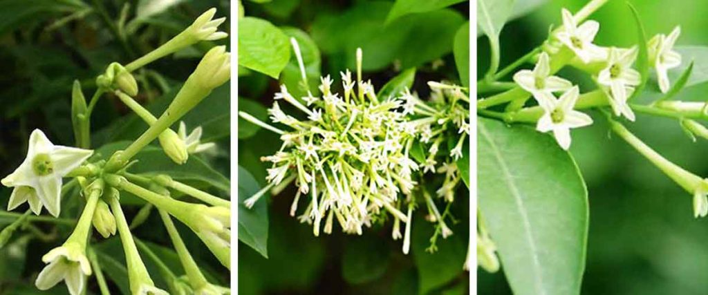 Ye Lai Xiang, Yue Lai Xiang, Yelaixiang, Telosma Cordata For Sale ...