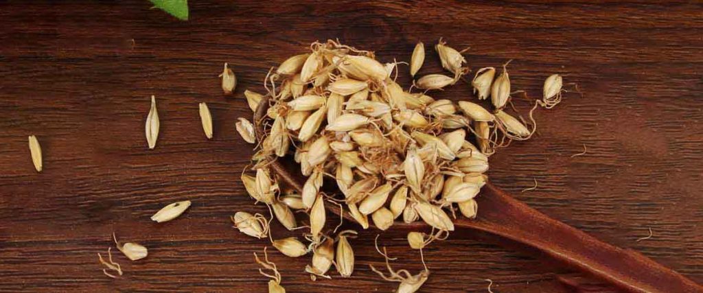 Mai Ya - Ya Mai - Mai Ya Herb - Mai Ya Chinese Herb For Sale - Native ...